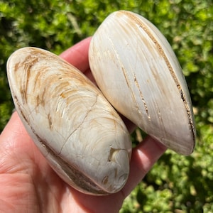 Large Fossil Clam Bivalve, Fossil Shell, Clamshell, Bivalve Clam ...