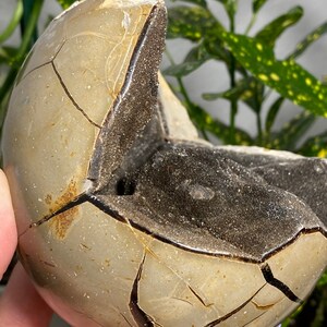 UV Reactive Half Septarian Dragon Egg Geode W/stand - Etsy