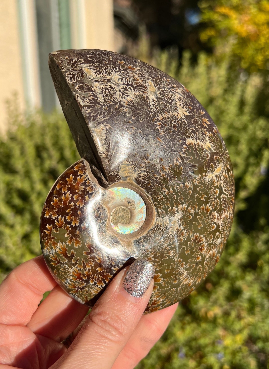 1.2lb Opalized Ammolite Fossil W/stand, Shell Fossil. Ammonite Fossil ...