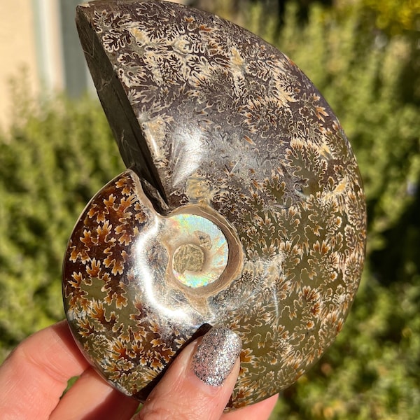 Ammonite Fossil - Etsy