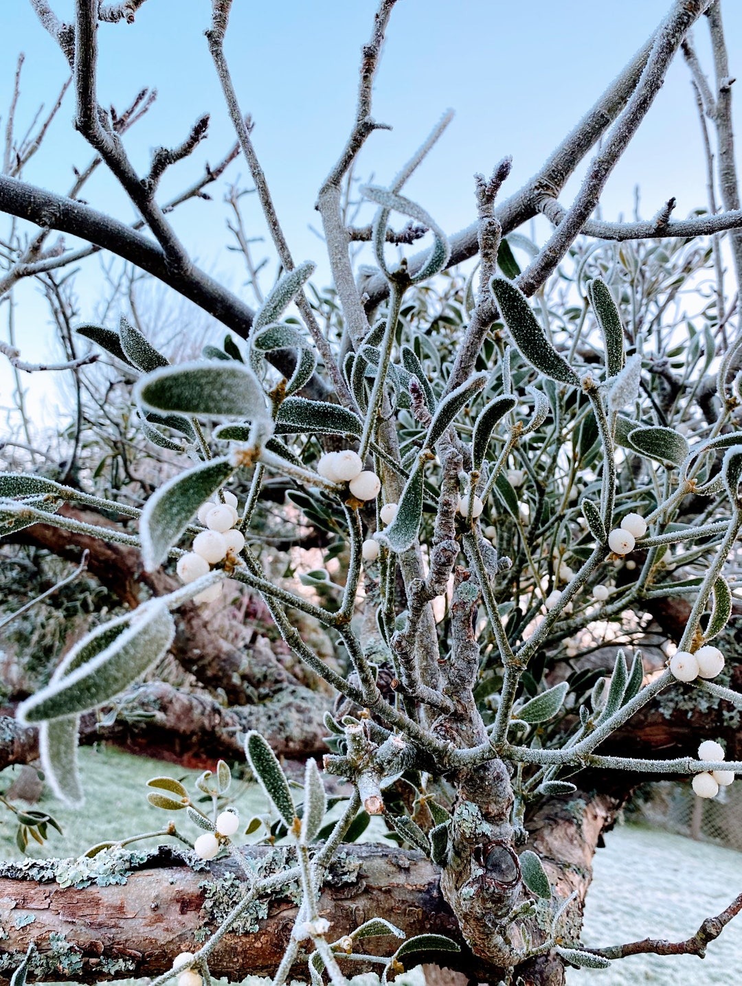 Bunch of Fresh Real Mistletoe for the Festive Season Fresh Christmas ...