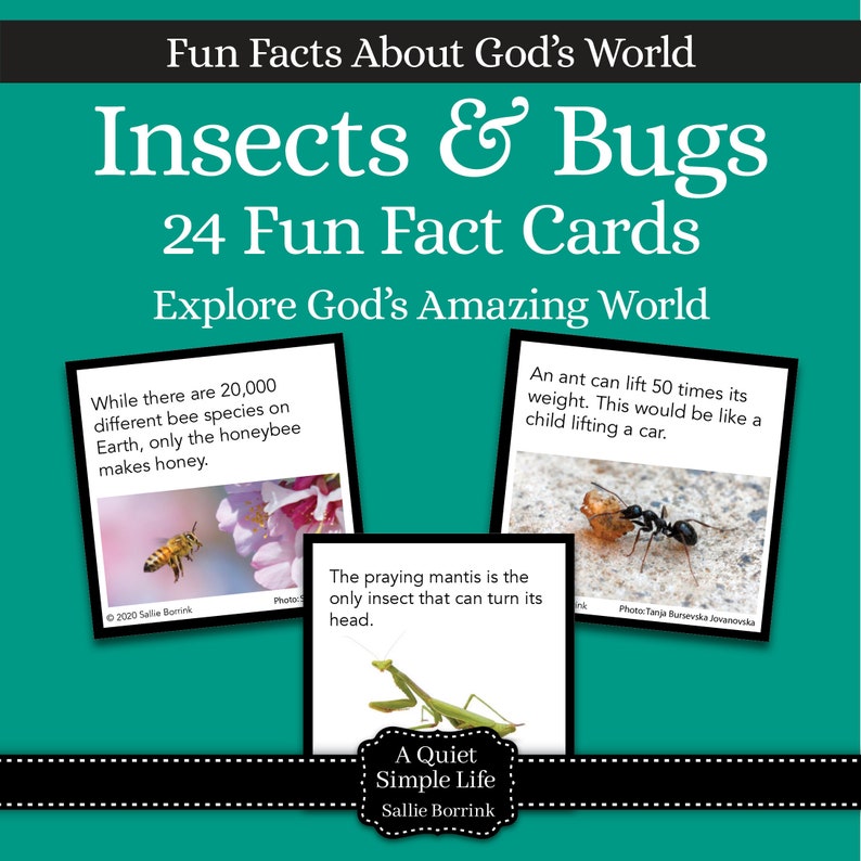 Insects and Bugs Fun Facts Cards – Printable Activity - Etsy