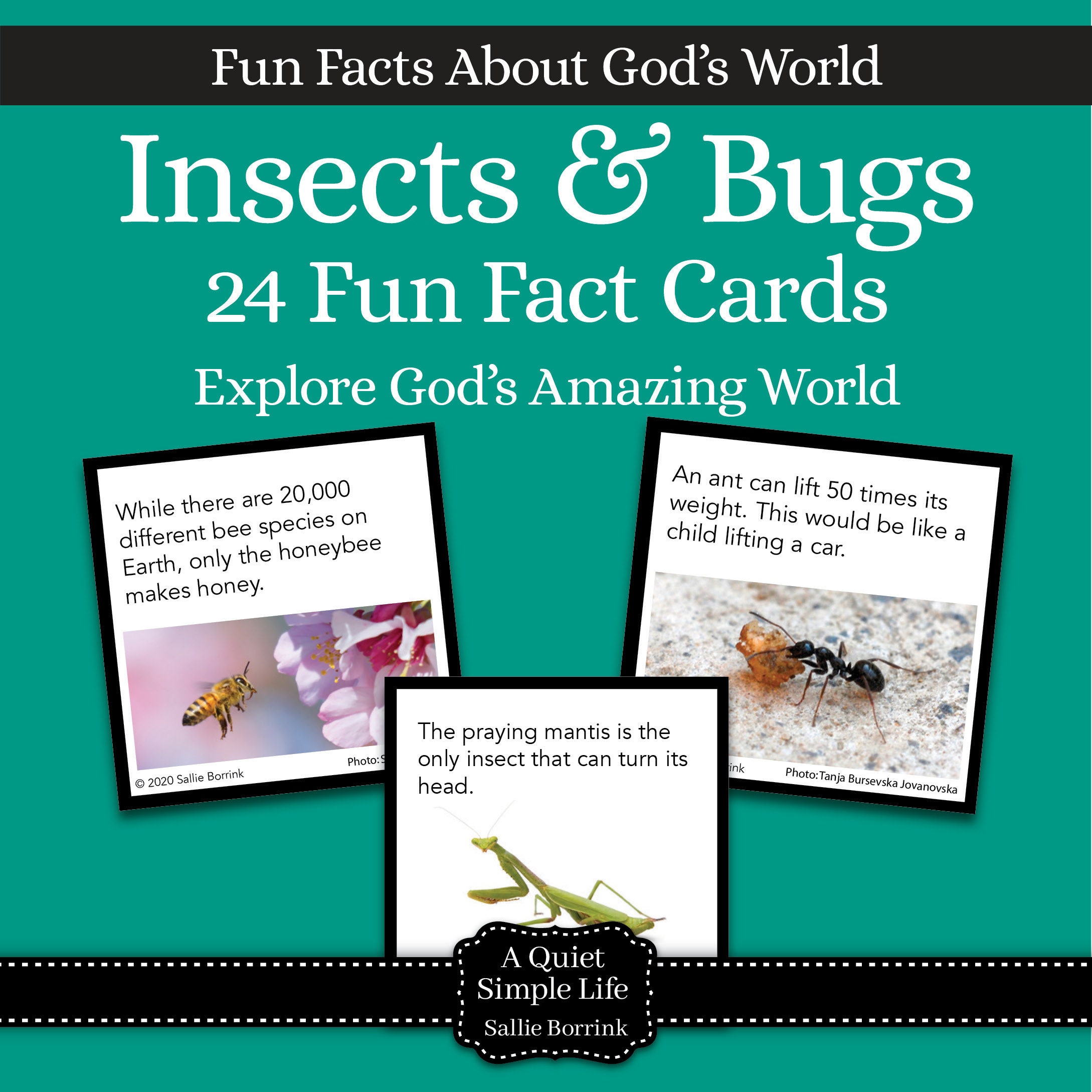 Insects and Bugs Fun Facts Cards – Printable Activity - Etsy