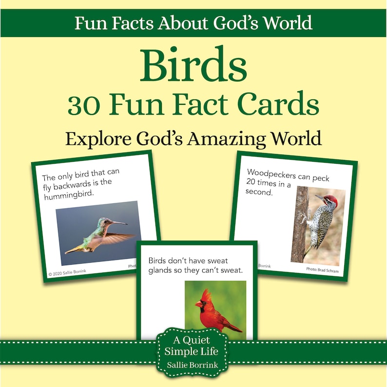 Birds Fun Facts Cards – Printable Activity - Etsy
