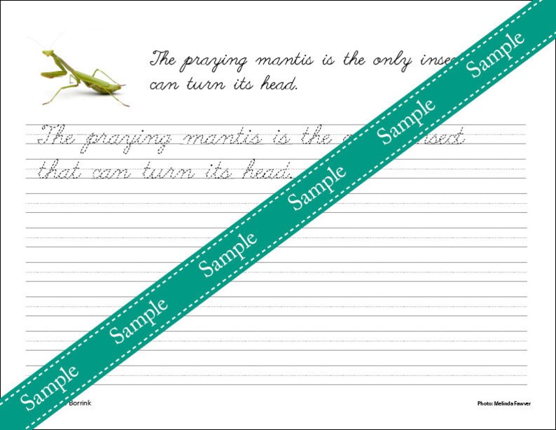 Insects & Bugs Copywork – Print and Cursive - Etsy