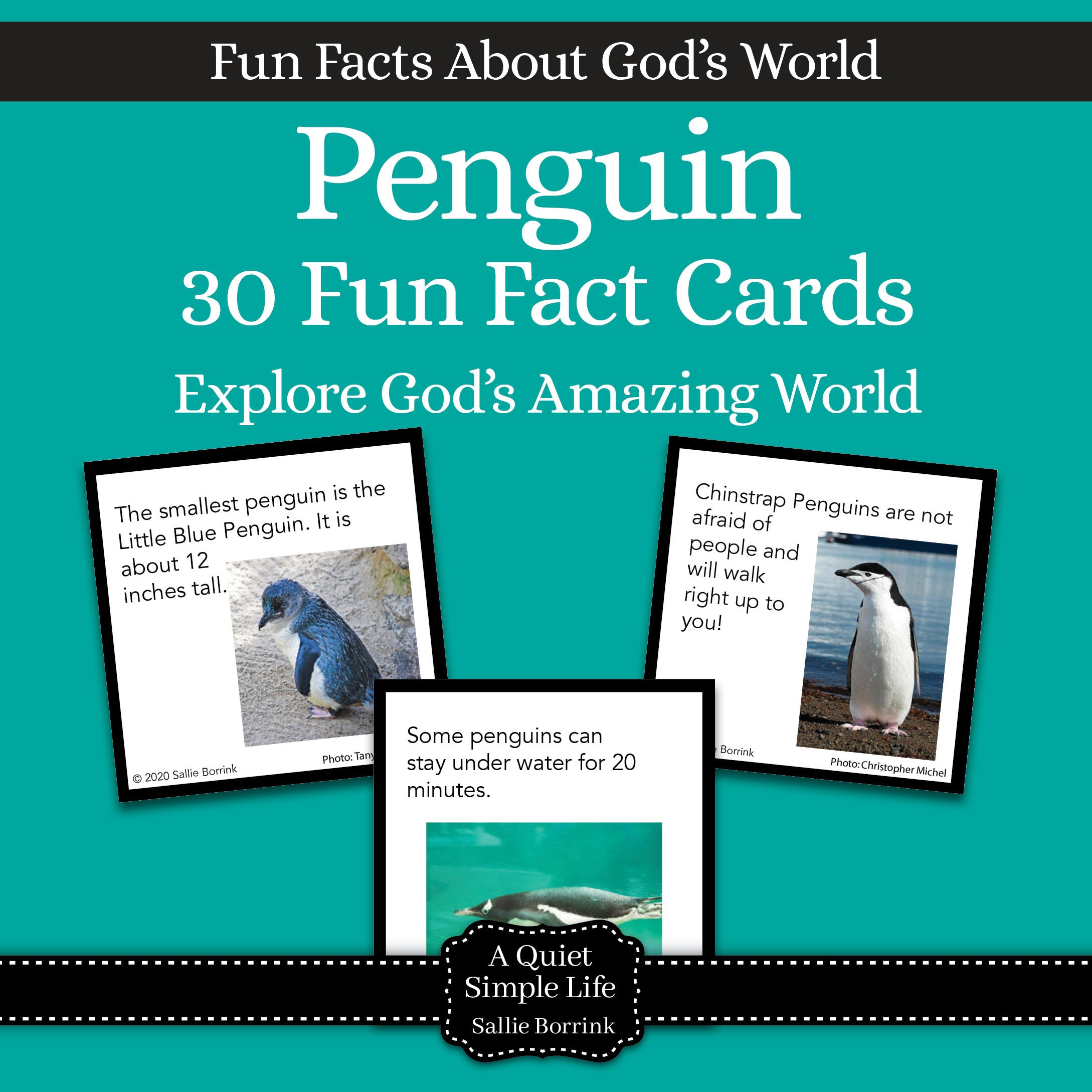 Penguin Fun Facts Cards – Printable Activity - Etsy