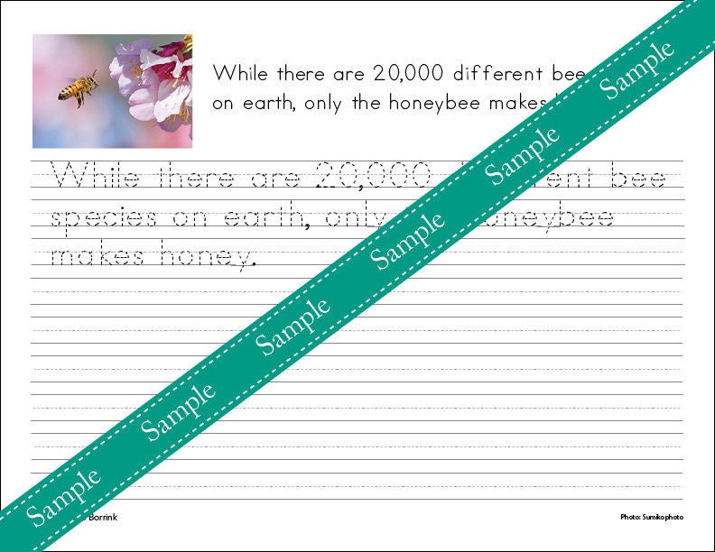 Insects & Bugs Copywork – Print and Cursive - Etsy