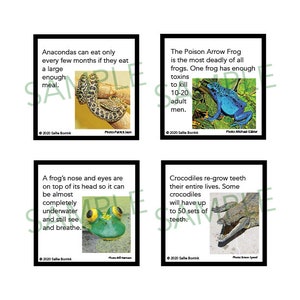 Reptiles and Amphibians Fun Facts Cards – Printable Activity - Etsy