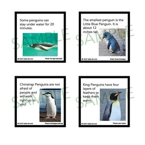Penguin Fun Facts Cards – Printable Activity - Etsy