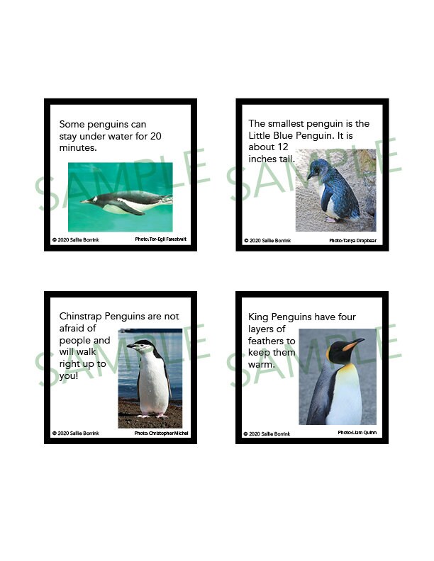 Penguin Fun Facts Cards – Printable Activity - Etsy