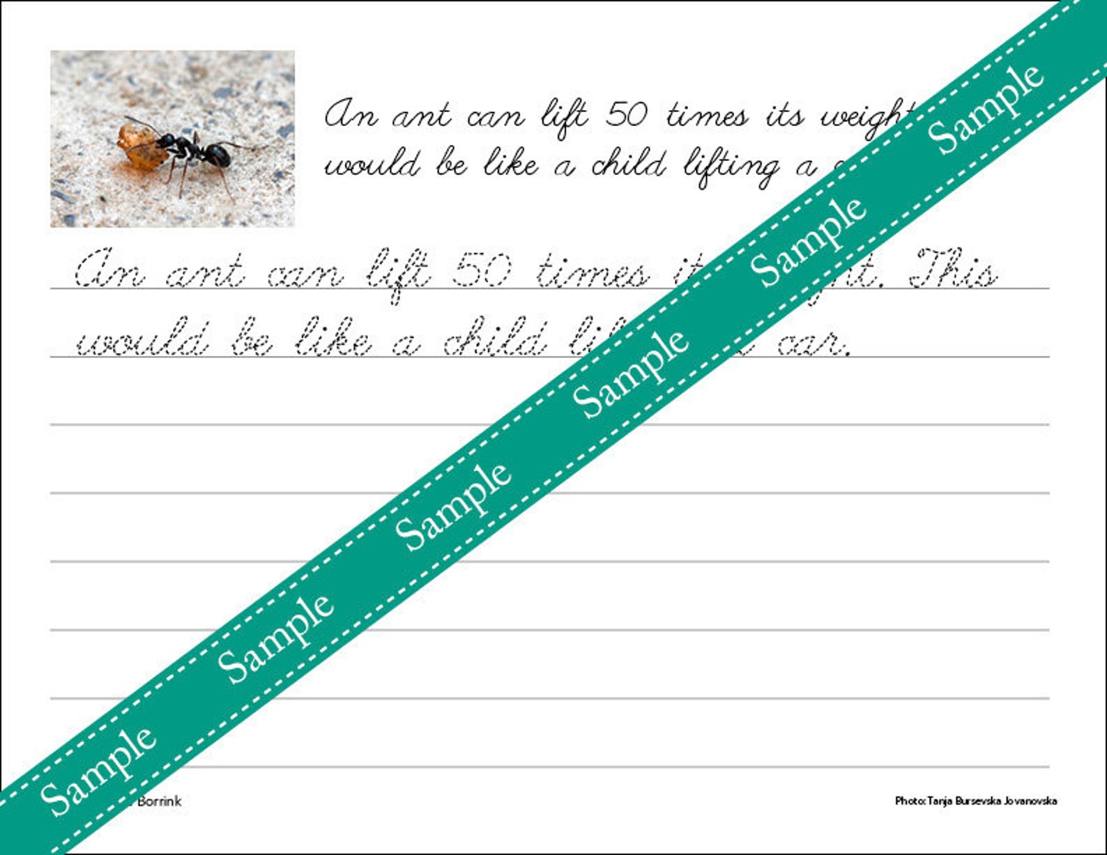 Insects & Bugs Copywork – Print and Cursive - Etsy