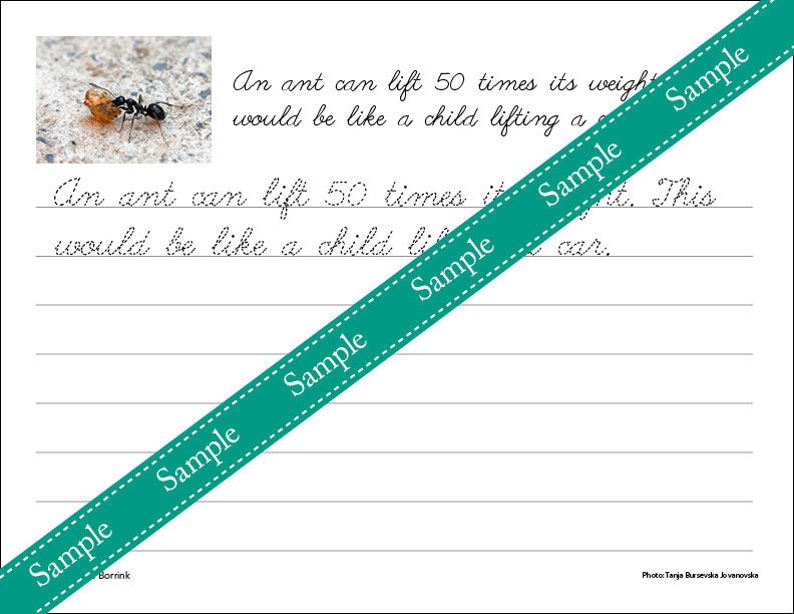 Insects & Bugs Copywork – Print and Cursive - Etsy