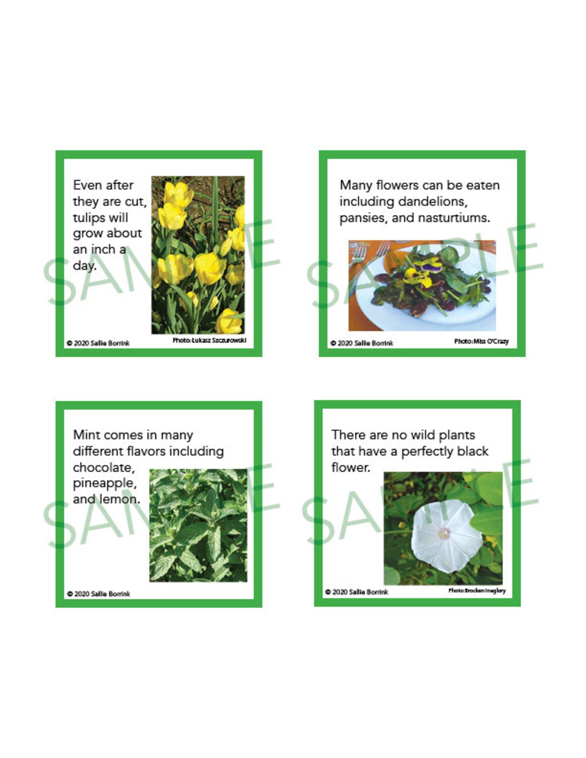 Flowers and Plants Fun Fact Cards – Printable Activity - Etsy