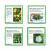 Flowers and Plants Fun Fact Cards – Printable Activity - Etsy