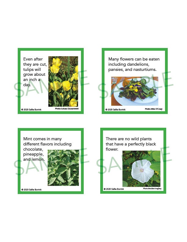 Flowers and Plants Fun Fact Cards – Printable Activity - Etsy