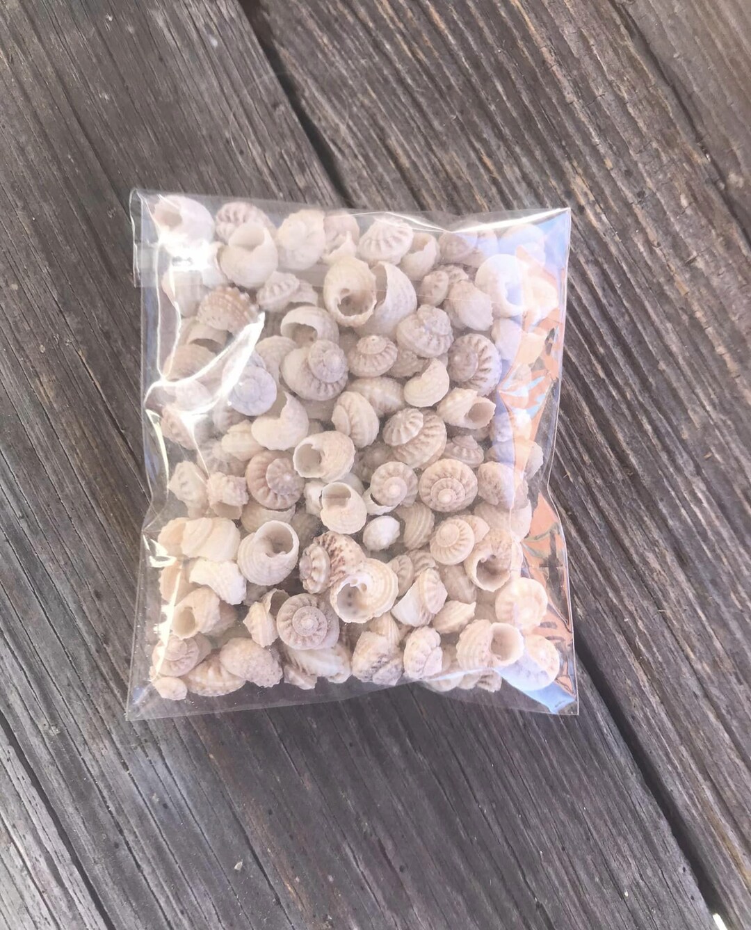 100 Tiny Round Spiral Seashells - 1 Bag - 100 Shells - Crafts ...