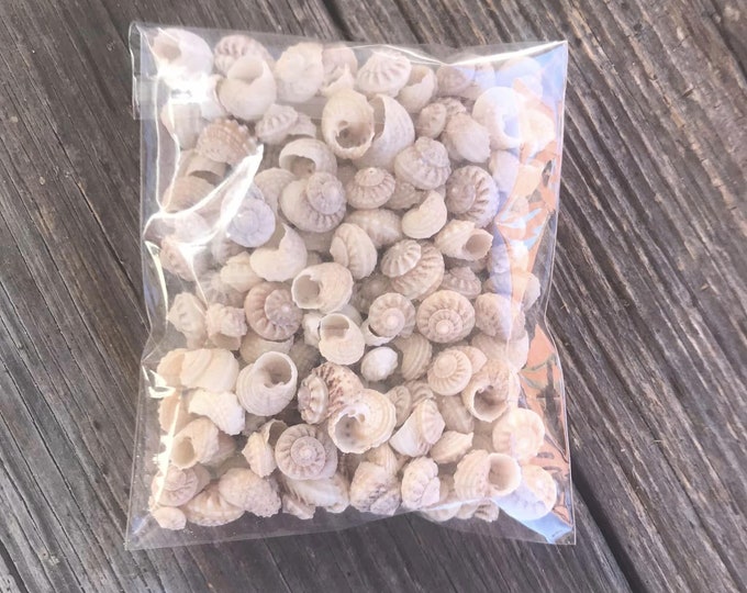 100 Tiny Round Spiral Seashells - 1 Bag - 100 Shells - Crafts ...