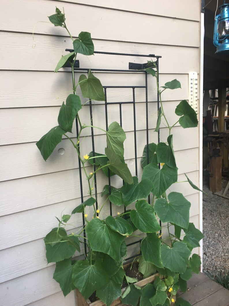 Wall Garden Trellis 3/8 Rebar 48 Tall by 24 Wide | Etsy