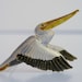 Cloisonne and Sterling White Pelican Pin, Beach Bird, Seashore Jewelry ...
