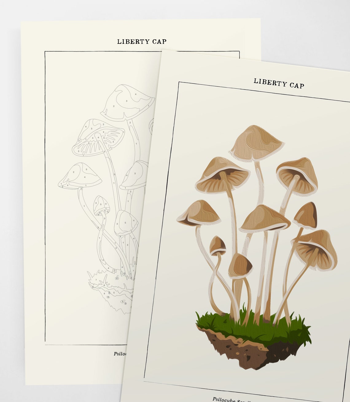 Mushroom Botanical Modern Paint by Numbers Kit - Etsy