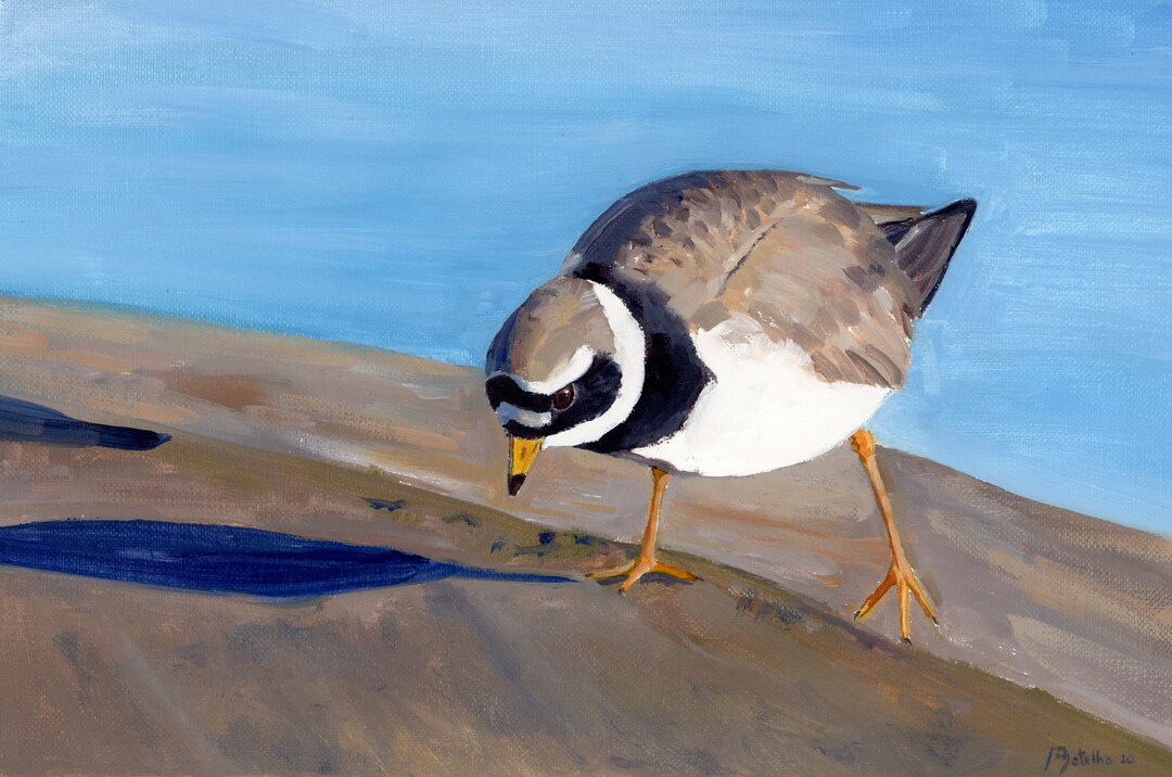Common Ringed Plover ORIGINAL Painting, Oil Painting, Bird Art ...