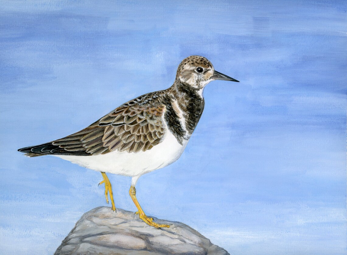 Ruddy Turnstone ORIGINAL Painting, Gouache Painting, Bird Art, Bird ...
