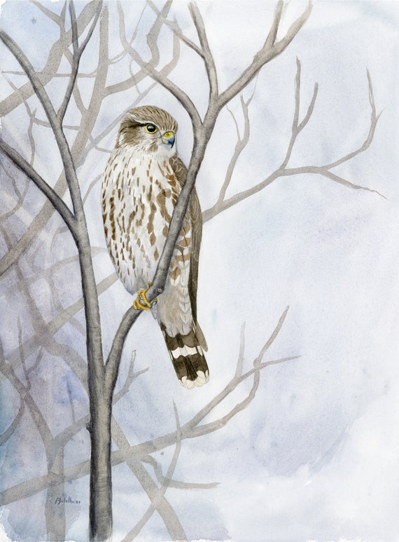 Merlin Original Watercolor Painting Bird Art Natural | Etsy