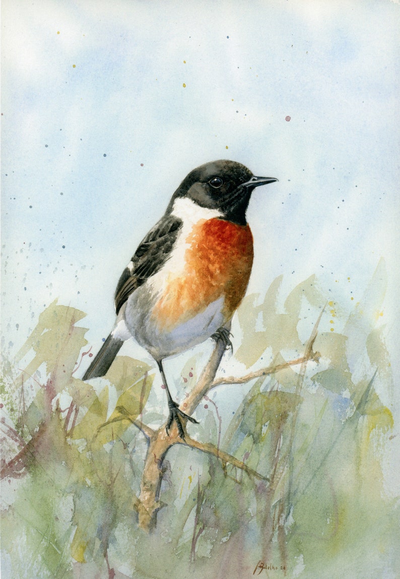 Print of European Stonechat Painting, Print of Original Watercolor ...