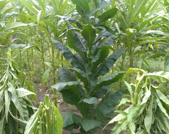 1000 Harrow Velvet Tobacco Seeds Heirloom Medium Flavor Burley - Etsy