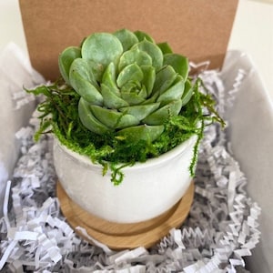 Work Gift Mini Succulent With Bamboo Tray Succulent Care Package ...