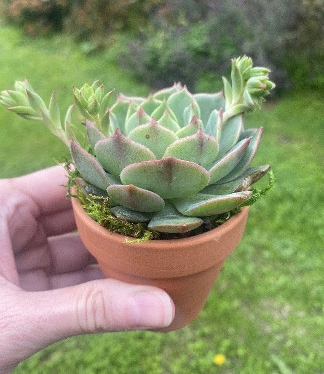Build a Box - Succulent in Clay Pot - Etsy