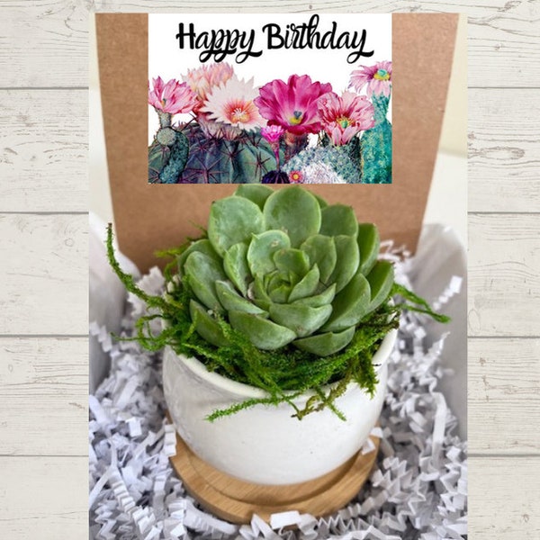 Succulent Birthday Party - Etsy