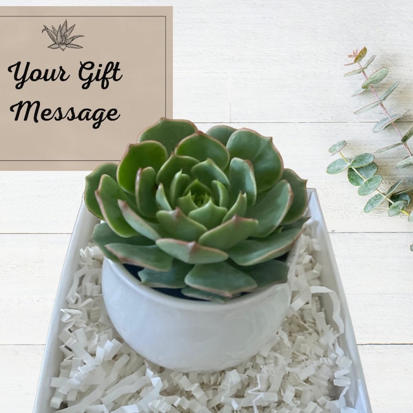 Succulent Gifts - Etsy
