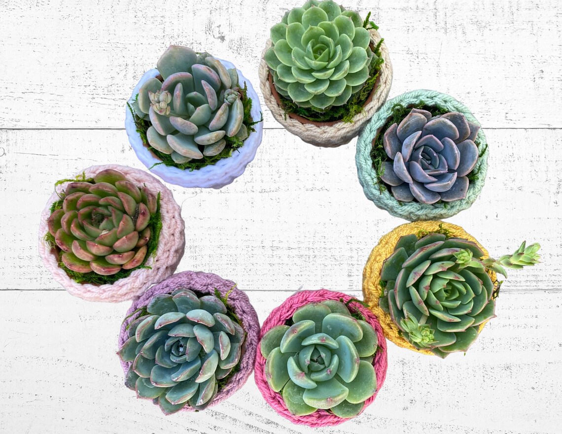 Build a Box - Succulent With Plant Pot Cozy - Succulent in Hand ...