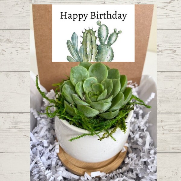 Mini Succulent - Etsy