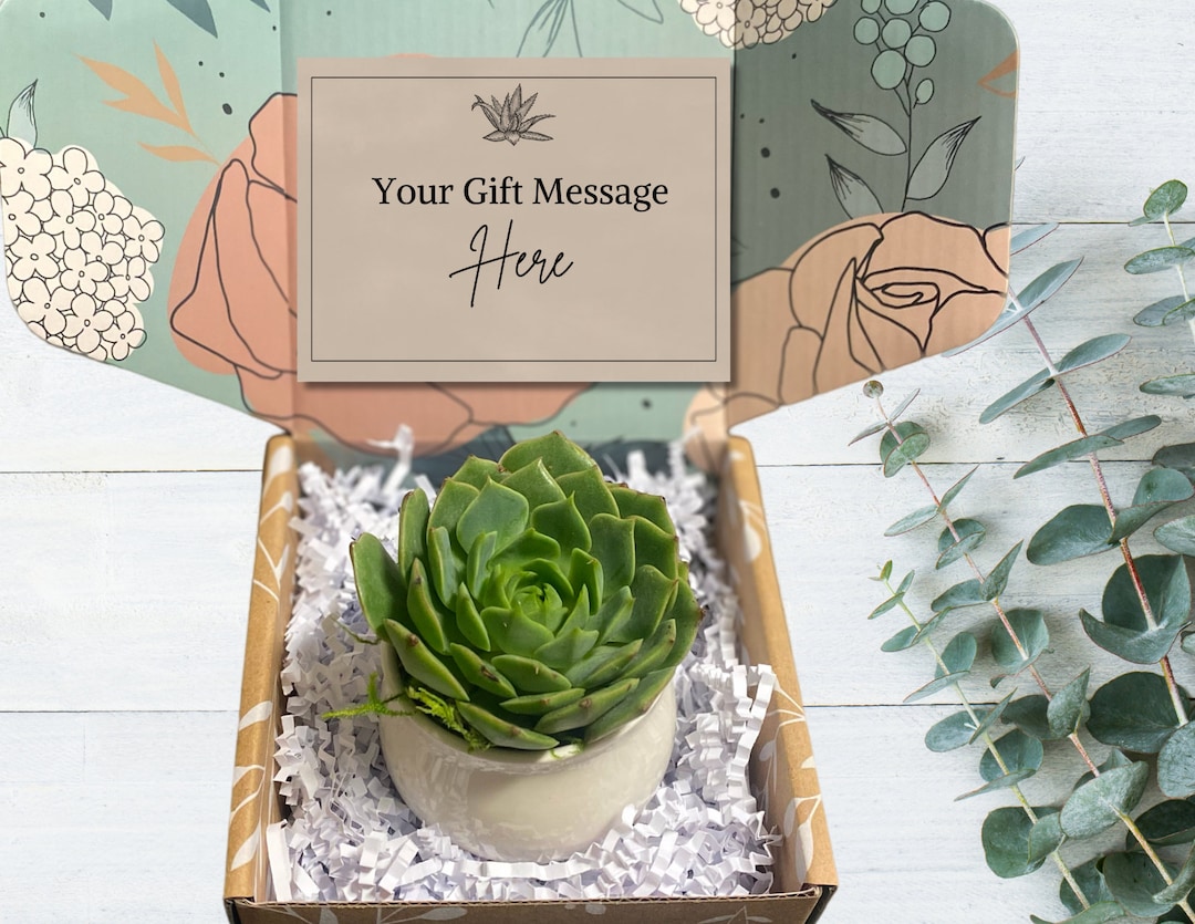 Succulent Gift - Customize Your Card - Succulent in Ceramic Pot ...