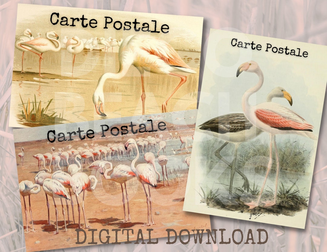 Vintage Flamingo Postcard Digital Download Set - Etsy