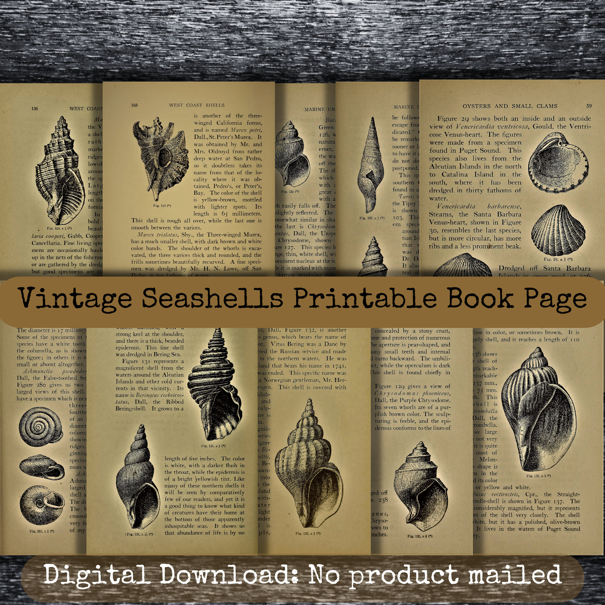 Vintage 1911 Ocean Shell Book Pages Printable Beach Ephemera Junk ...