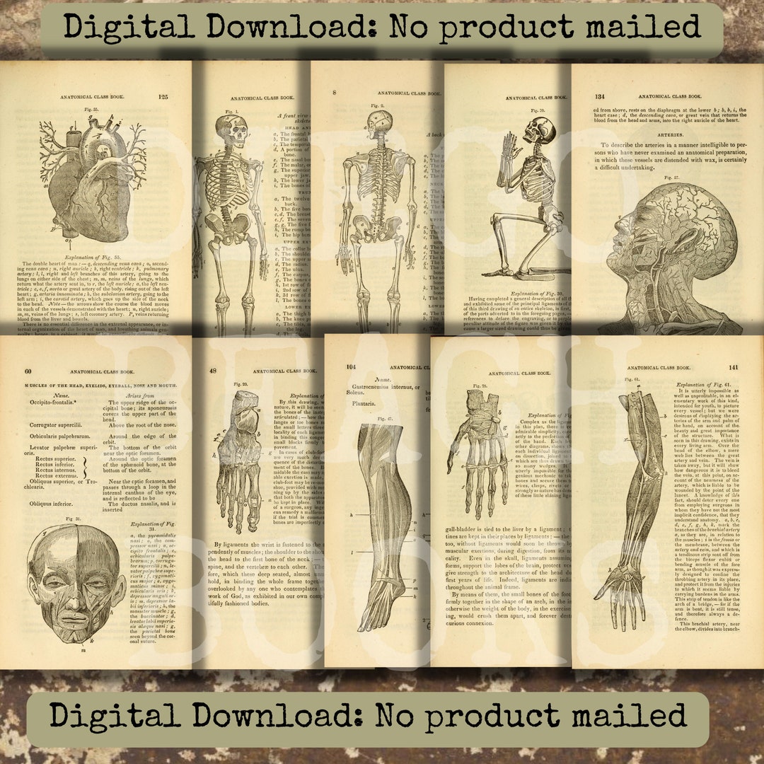 Vintage Anatomy Book Pages 10 Piece Printable Set Vintage Anatomy ...