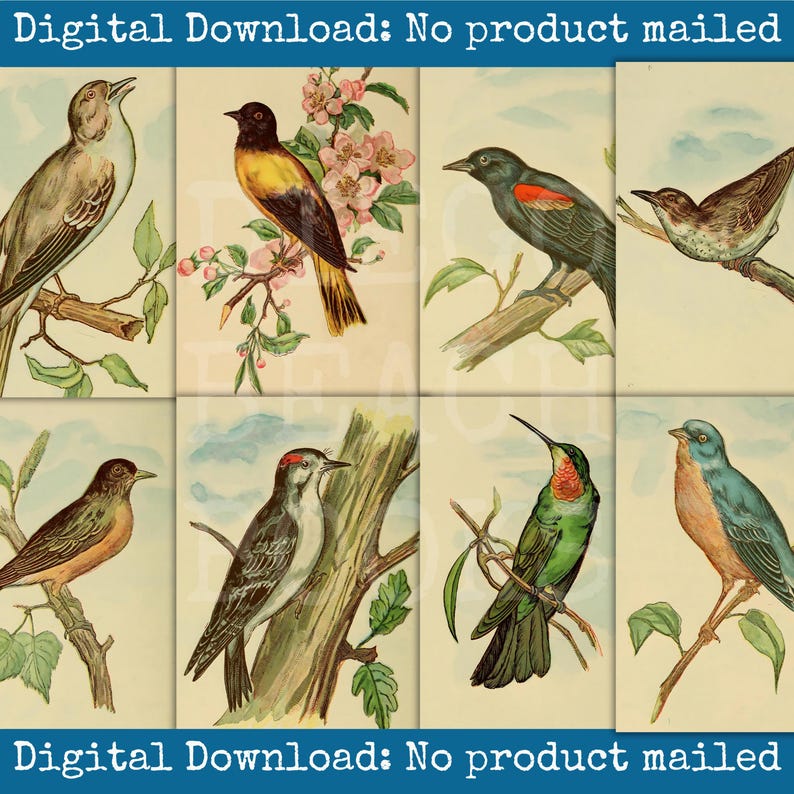 Aunt May's Bird Talks Printable Vintage Bird Illustrations 1900 Collage ...