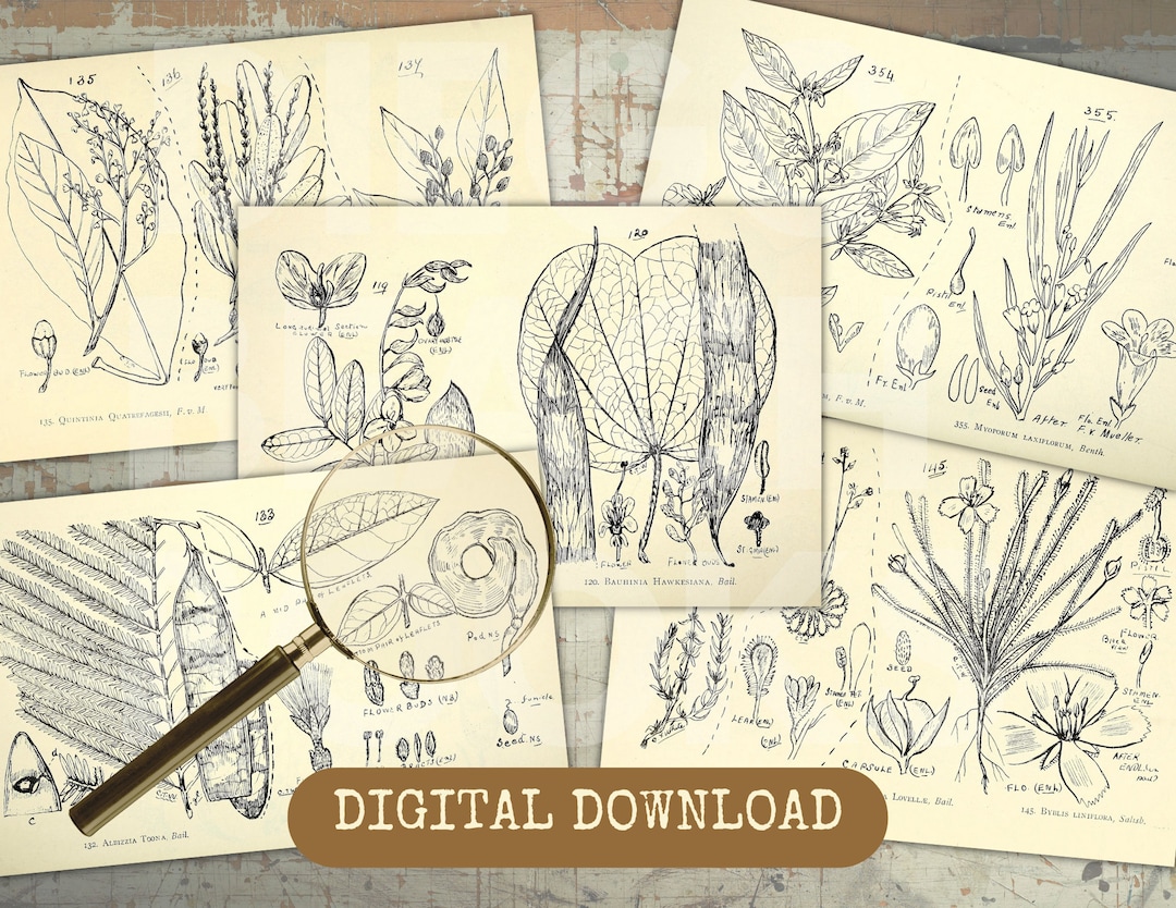 Vintage Botany Journal Cards Printable Jumbo Flower Anatomy Cards - Etsy