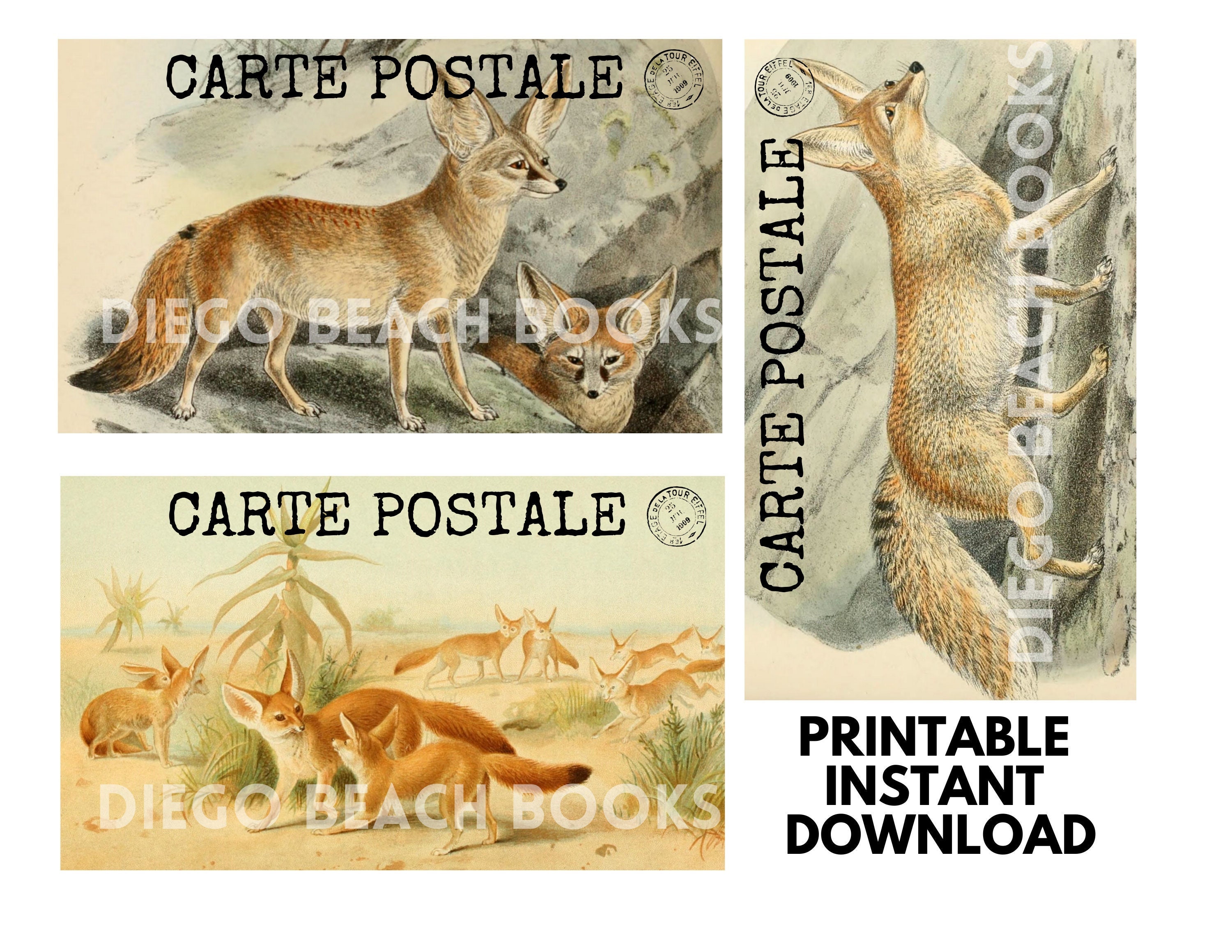 Fennec Fox Postcard Printable Vintage Set Ephemera Junk - Etsy