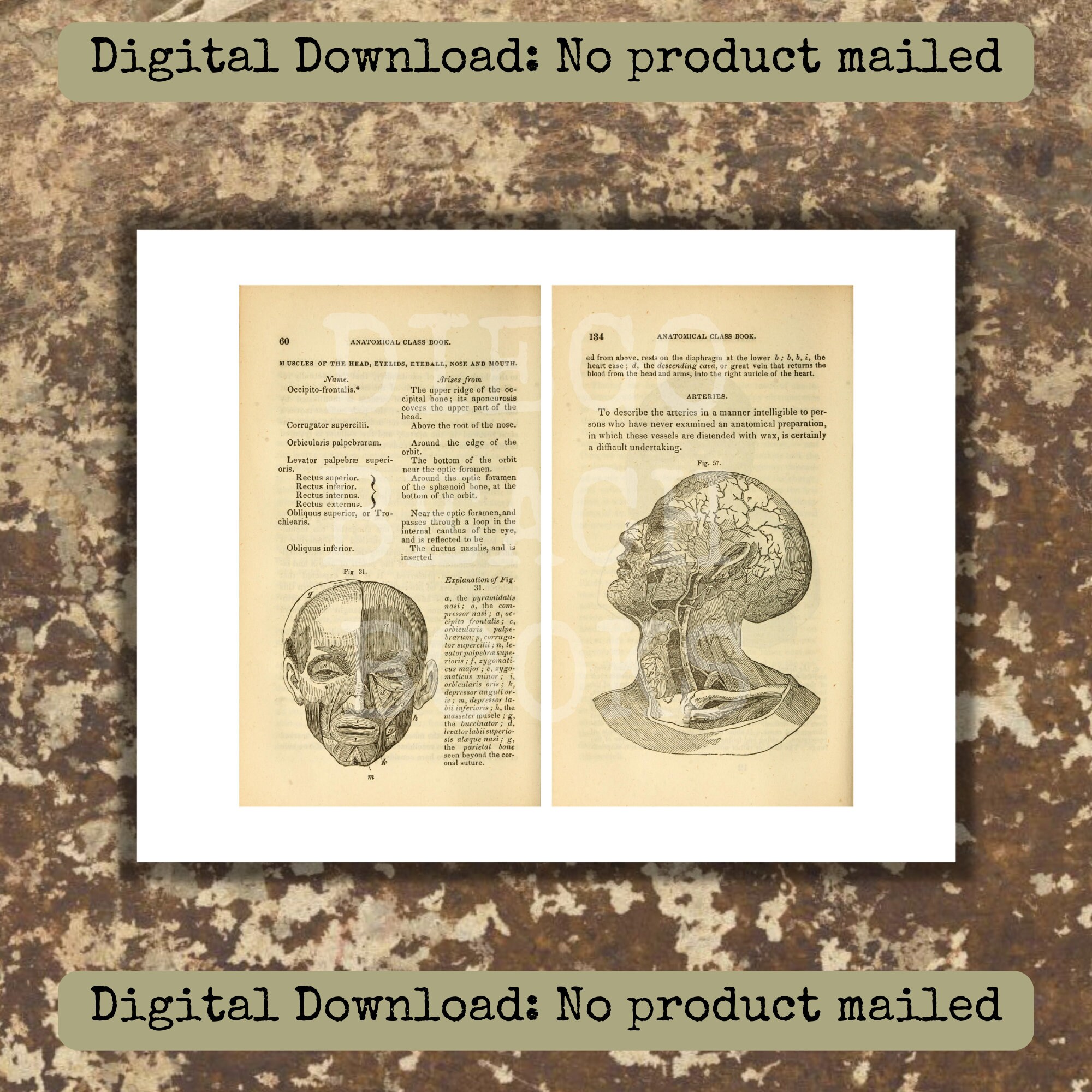 Vintage Anatomy Book Pages 10 Piece Printable Set Vintage Anatomy ...