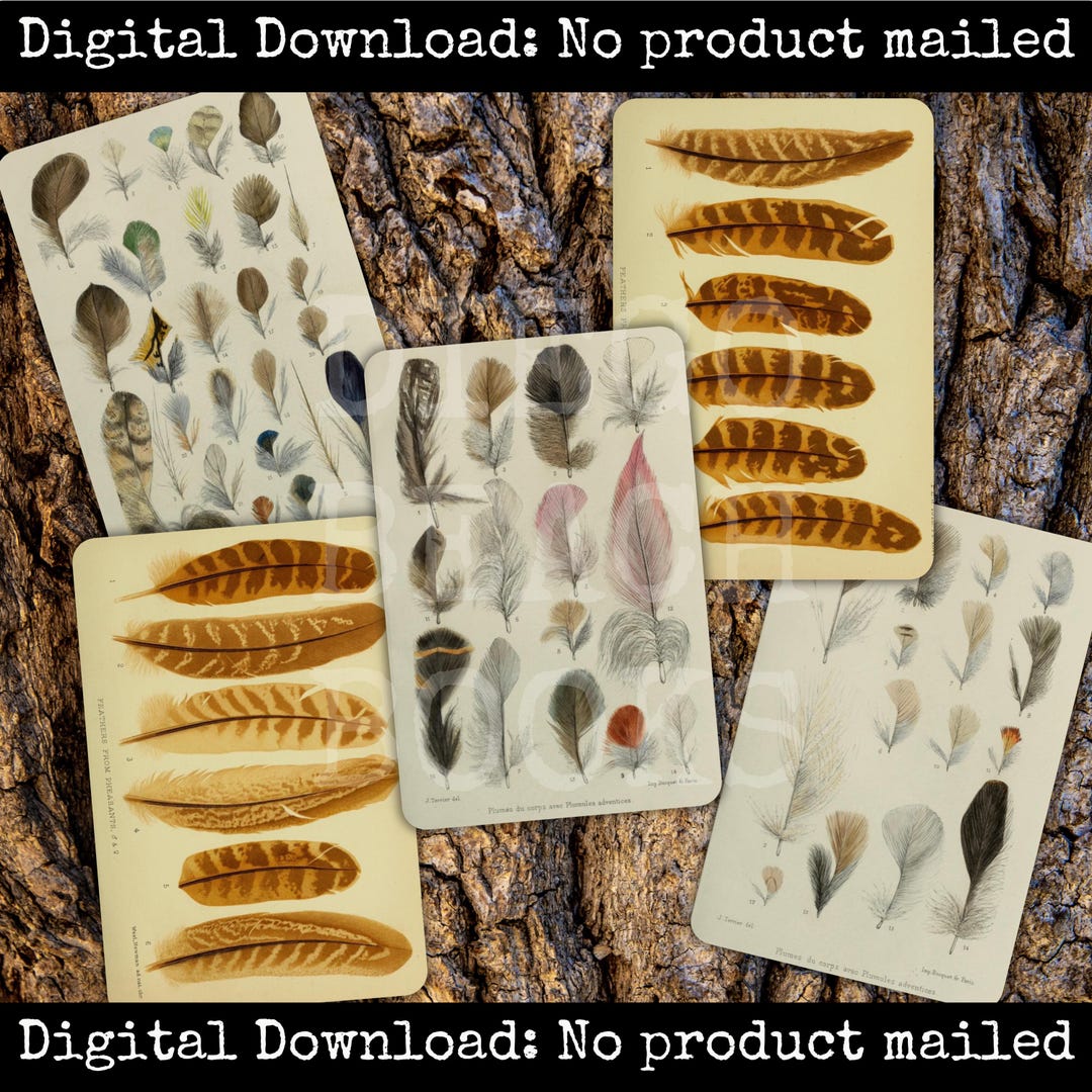 Vintage Feather Journal Card Printable Feather Ephemera Scrapbook Cards ...