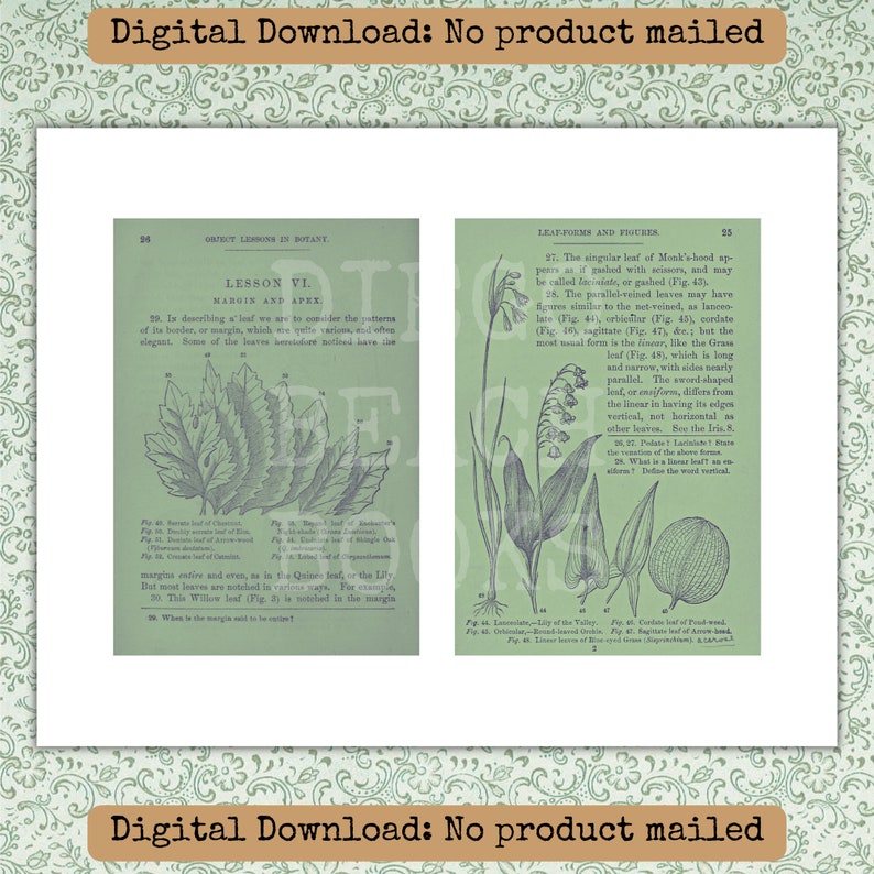 Vintage Botany 1800s Book Illustrations 10 Piece Printable Set Vintage ...