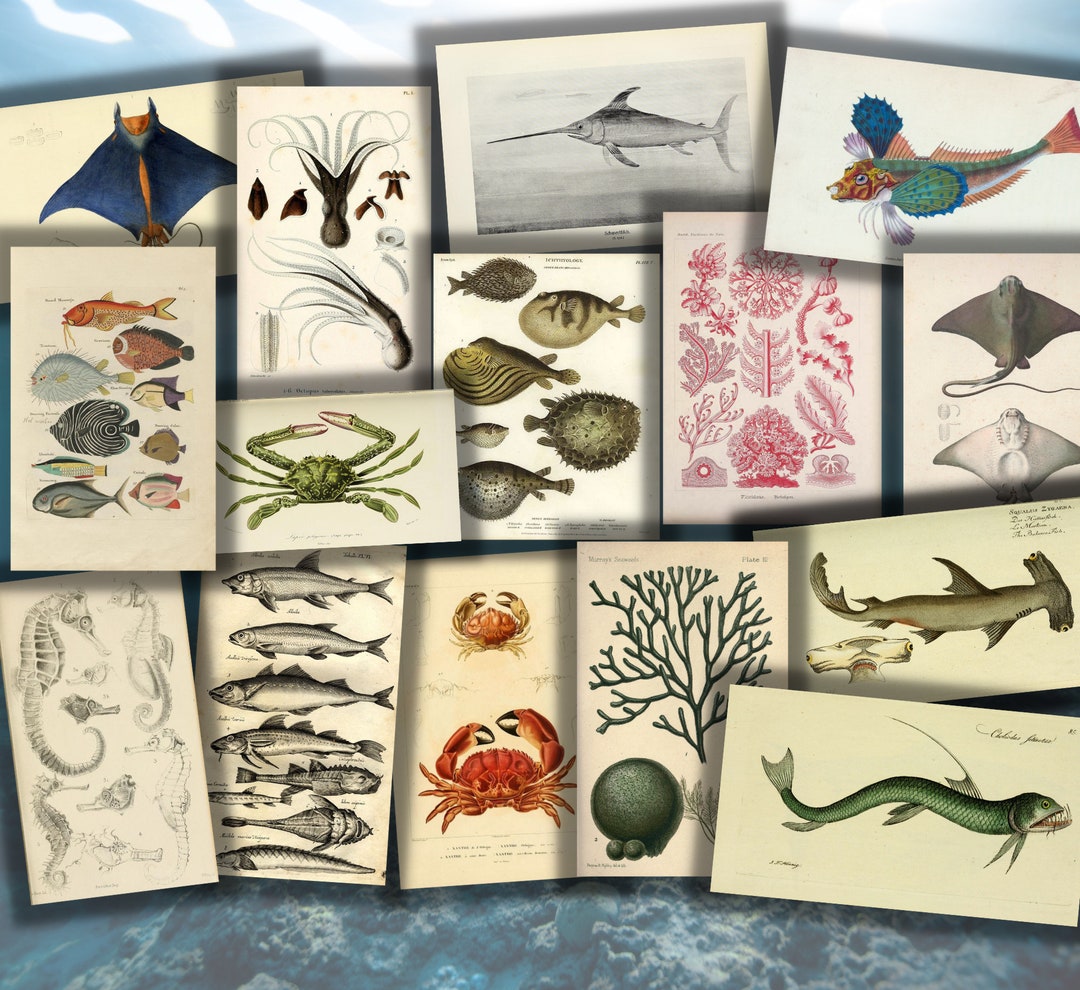 Vintage Ocean 15 Piece Digital Download Ephemera Pack - Etsy