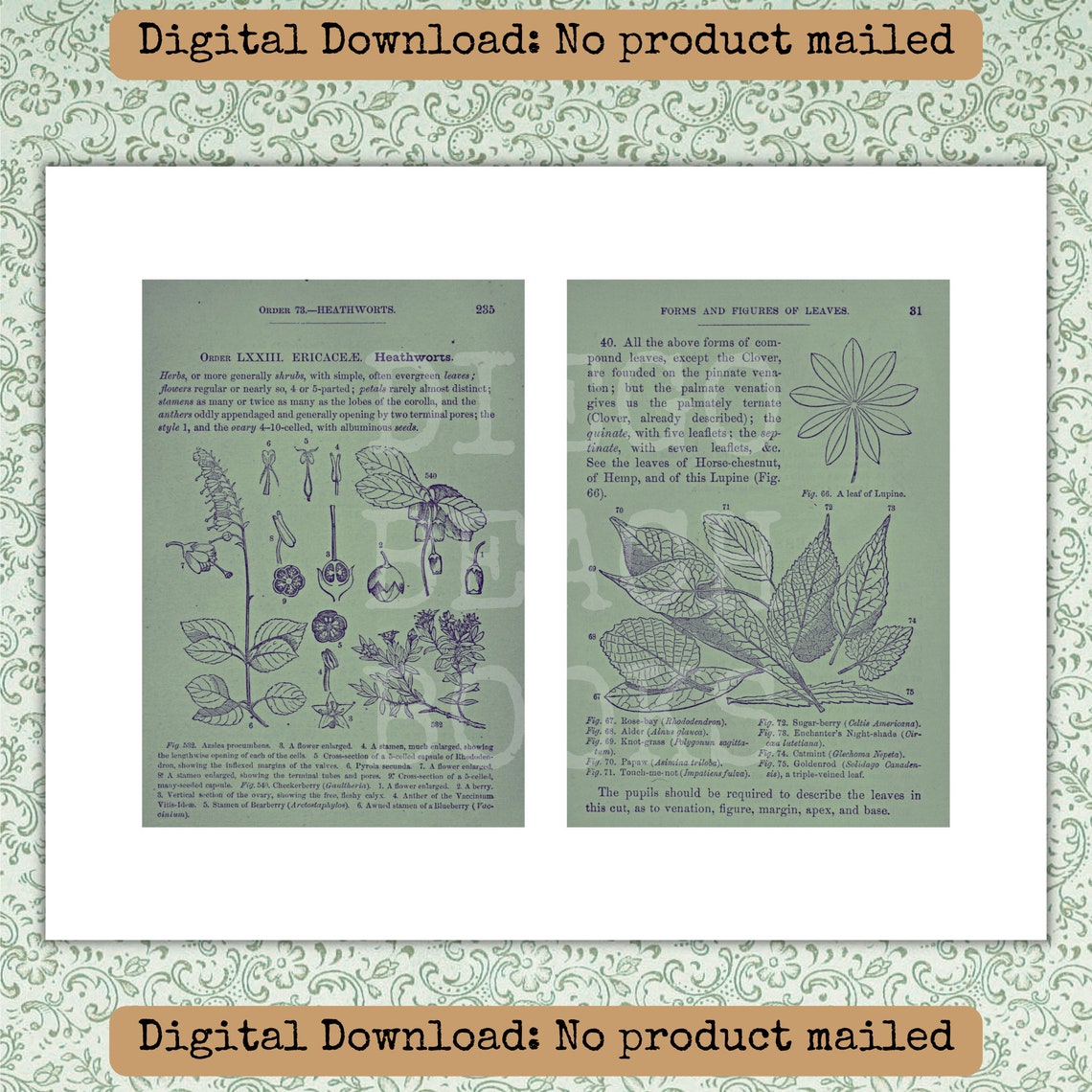 Vintage Botany 1800s Book Illustrations 10 Piece Printable Set Vintage ...