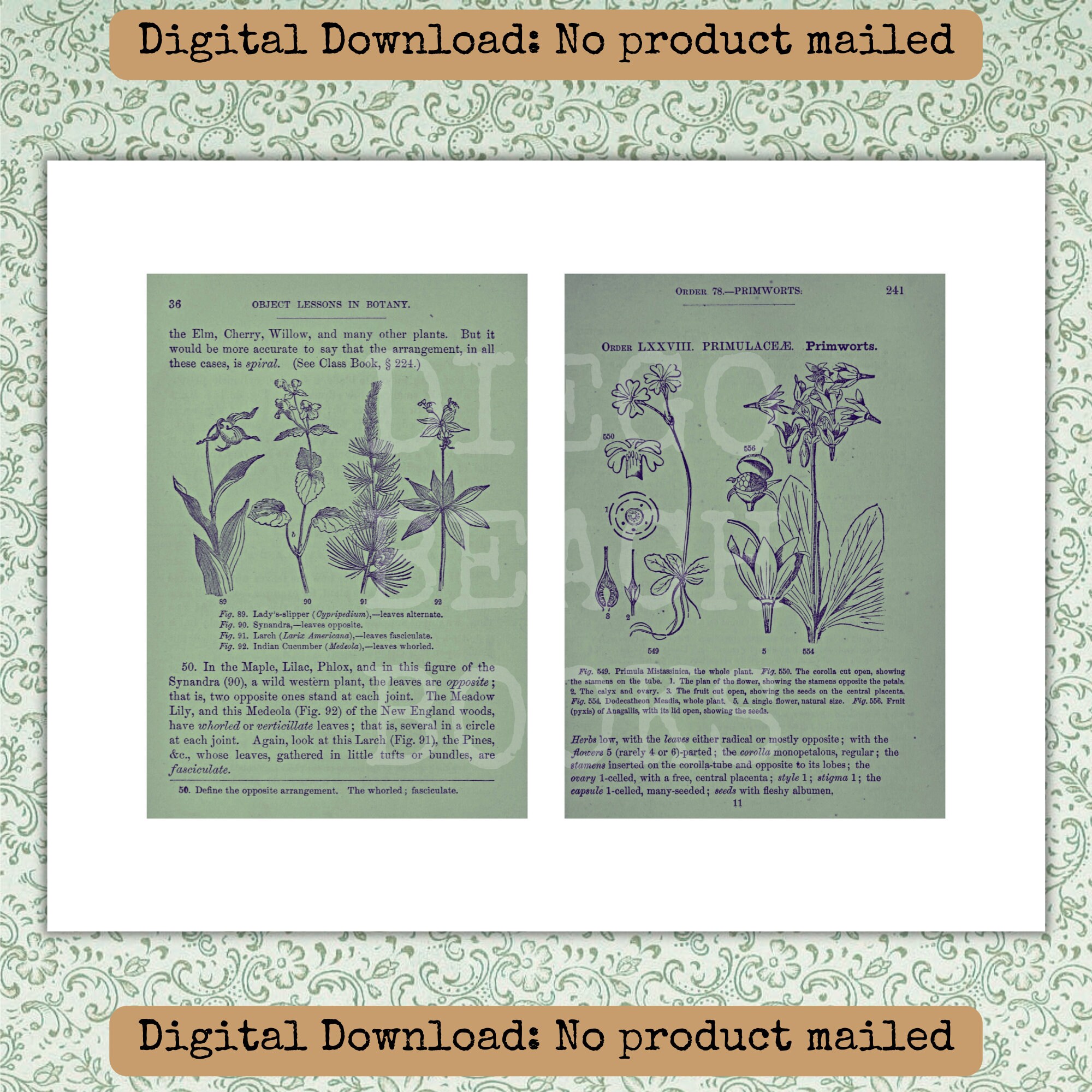 Vintage Botany 1800s Book Illustrations 10 Piece Printable Set Vintage ...