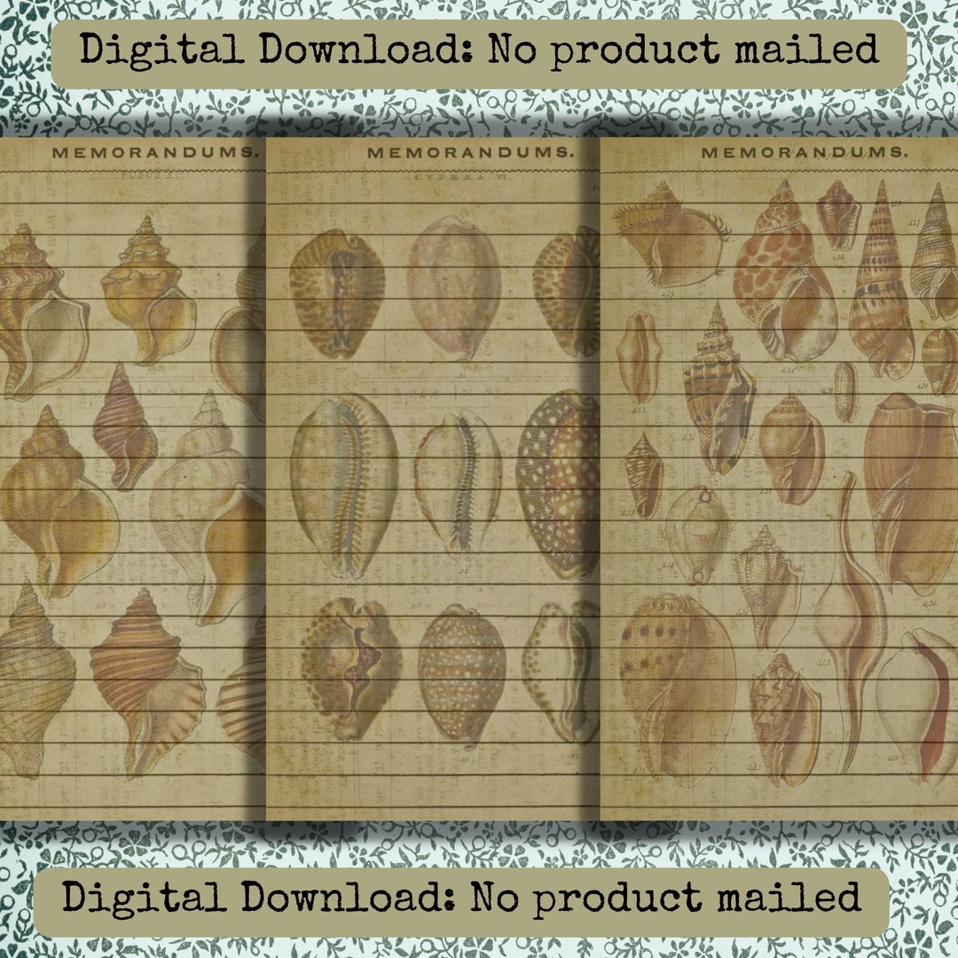Ocean Shell Printable Vintage Memo Set Vintage Beach - Etsy