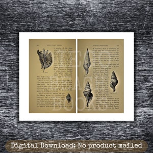 Vintage 1911 Ocean Shell Book Pages Printable Beach Ephemera Junk ...